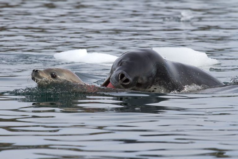 The Leopard Seal: Fun Facts