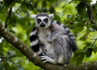 Endemic Species in Madagascar: the Astonishing Breadth of Wildlife.