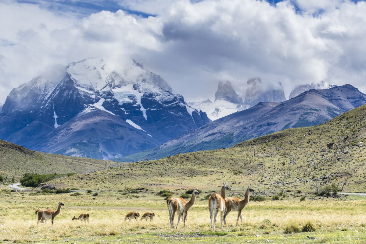 How to Plan a Holiday Observing Wild Animals in Patagonia