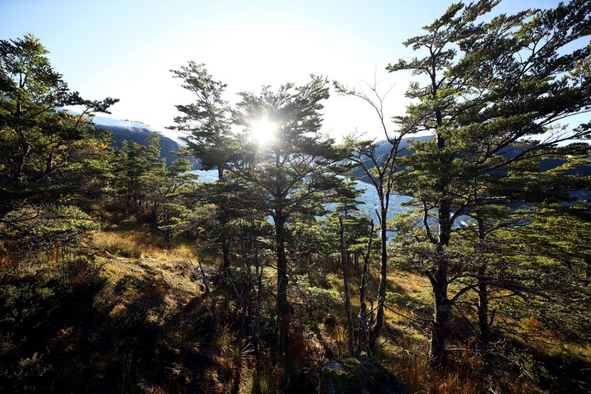 Cyttaria: The Fungi that reveal the secrets of patagonian forests